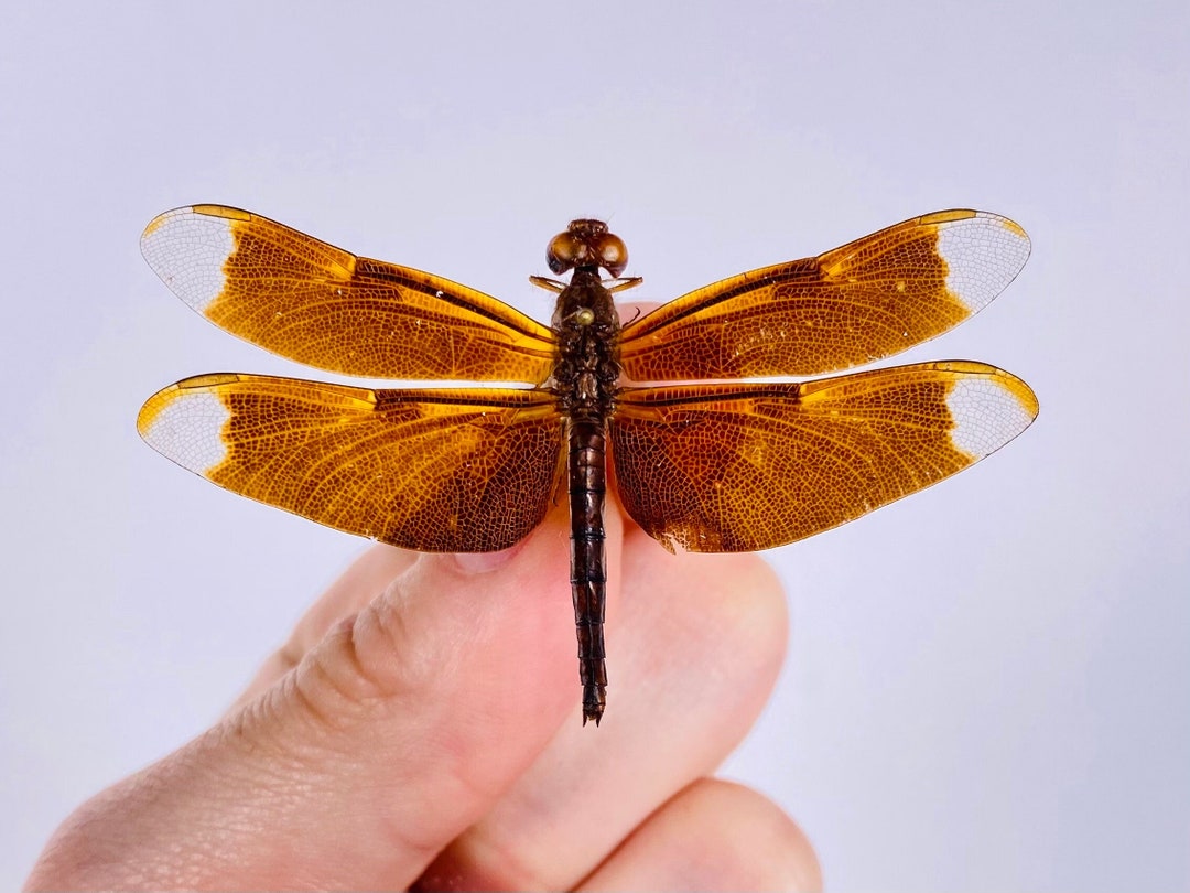 Neurothemis Fulvia Thailand - TH, Real Dry Dragonfly Insect Unmounted ...