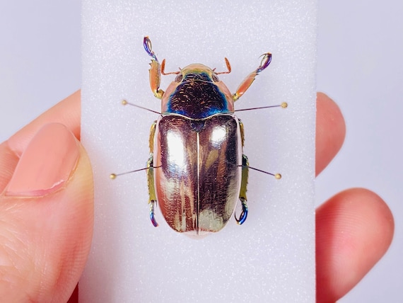 Silver Beetle Chrysina Chrysargyrea for Taxidermy Artwork | Etsy