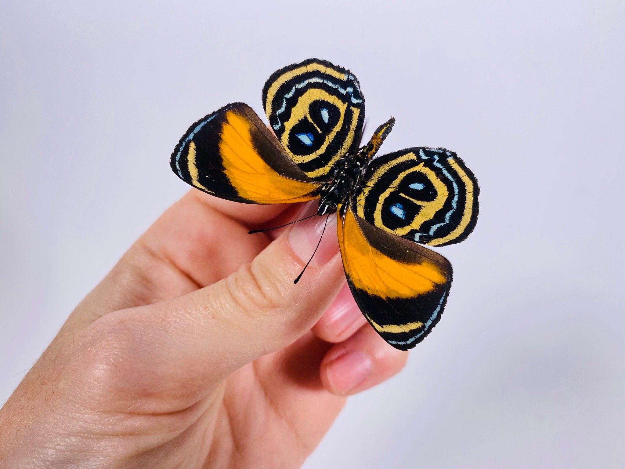 Callicore Pastazza for Insect Artwork Butterflies Collection | Etsy