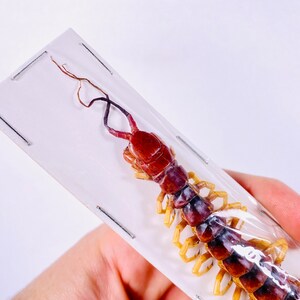 Scolopendra Gigantea Centipede for Insect Artwork, Centipede Collection ...