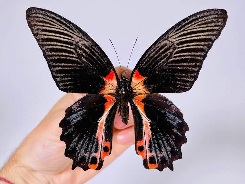 Papilio Rumanzovia Semperinus Real Butterfly Unmounted for - Etsy