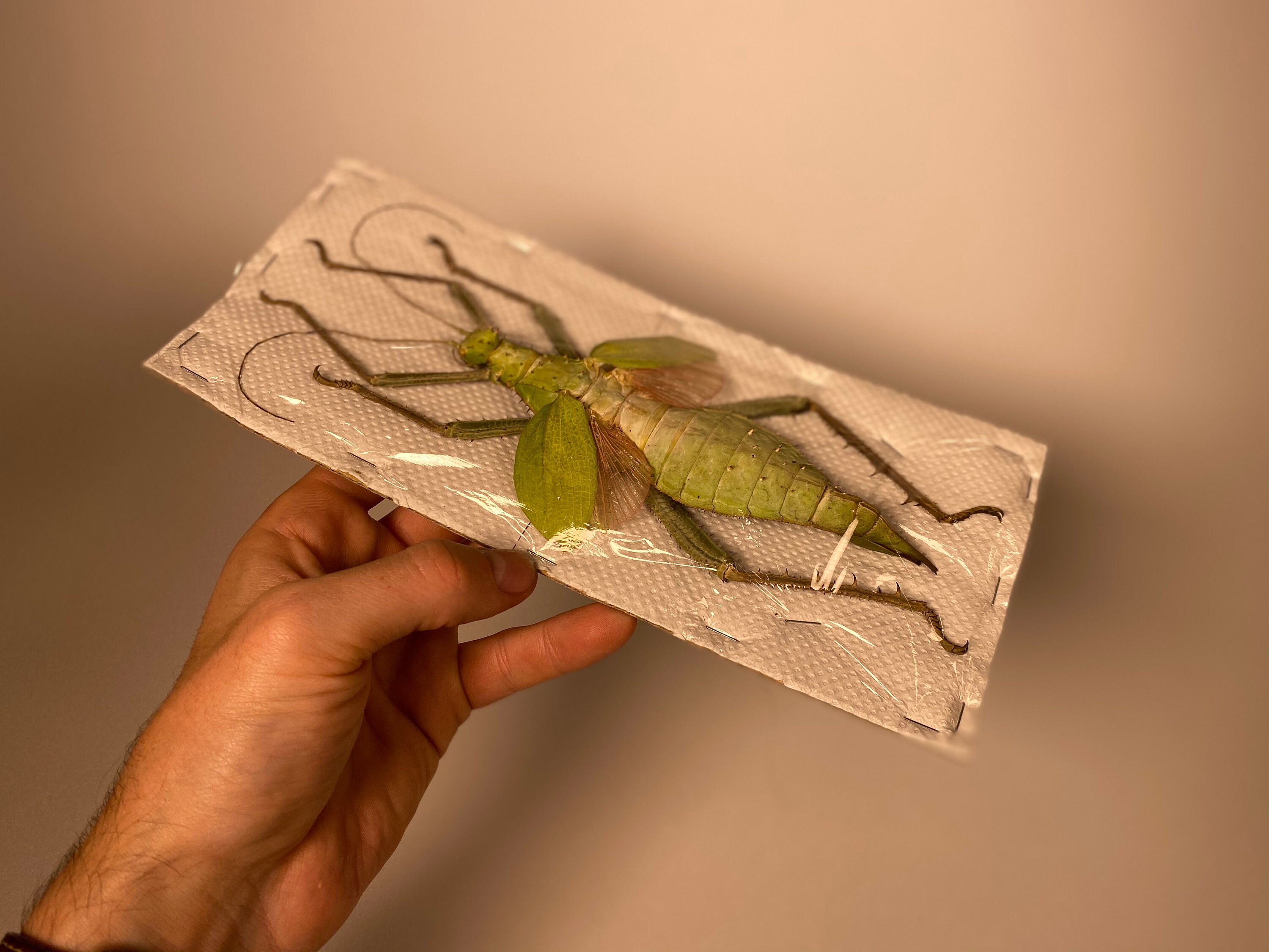 Giant stick insect for artwork Heteropterys dilatata | Etsy