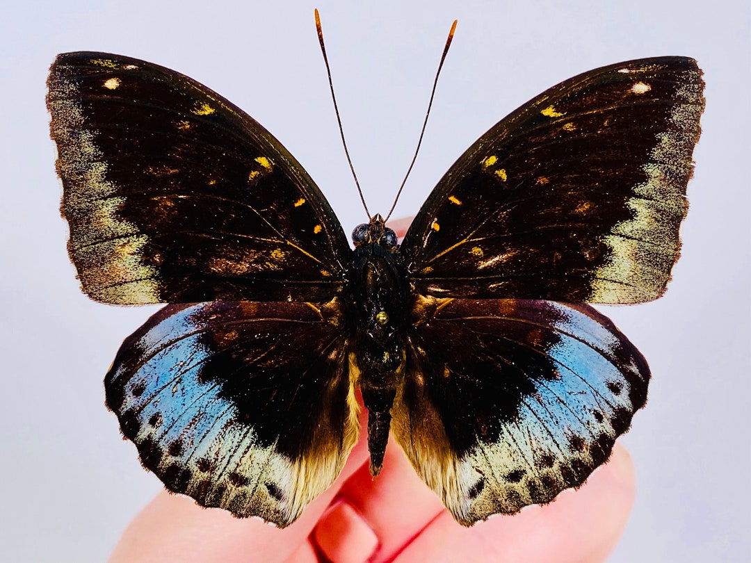 Lexias Pardalis Male Thailand - TH, Real Dry Butterfly Insect Unmounted ...