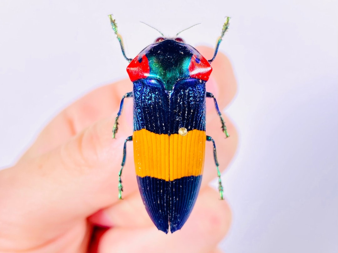 Calodema Ribbei Real Jewel Metallic Wood-boring Beetles for Insect ...