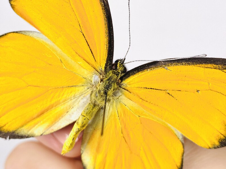 Red and Black Delias Aruna Seriata for Insect Artwork - Etsy