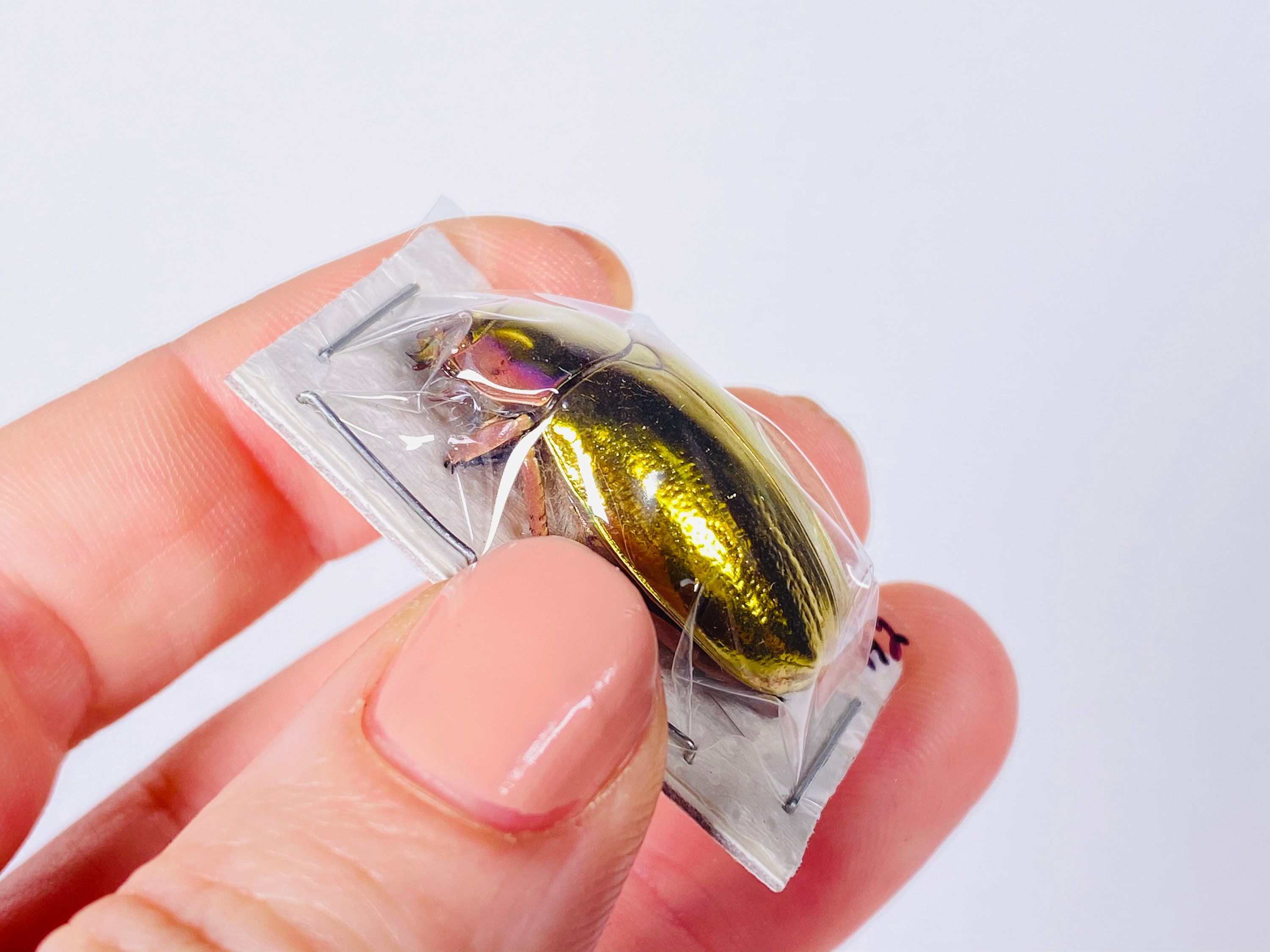 Golden Beetle Chrysina Aurigans Gold Form for Taxidermy Artwork Jewelry ...