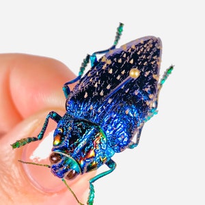 Real Blue Saphire Metallic Gem Jewel Beetle Polybothris Sumptuosa Gemma ...