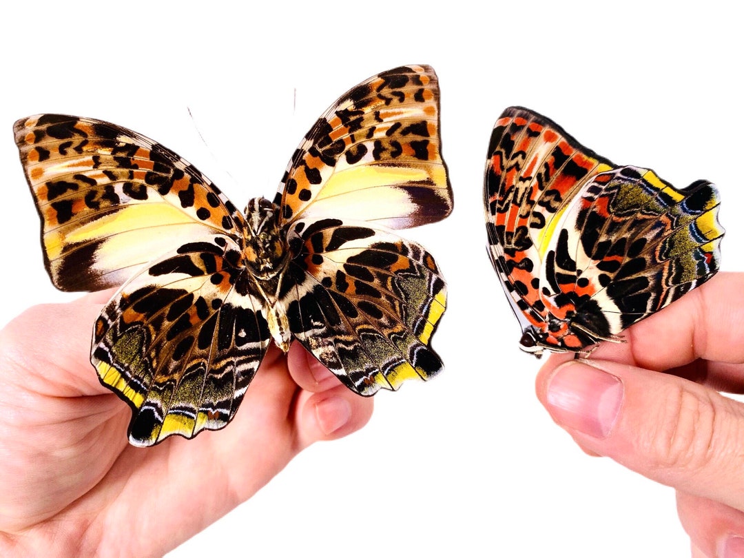 Red/yellow Brick Pattern Butterfly Agatasa Calydonia Thailand - TH ...