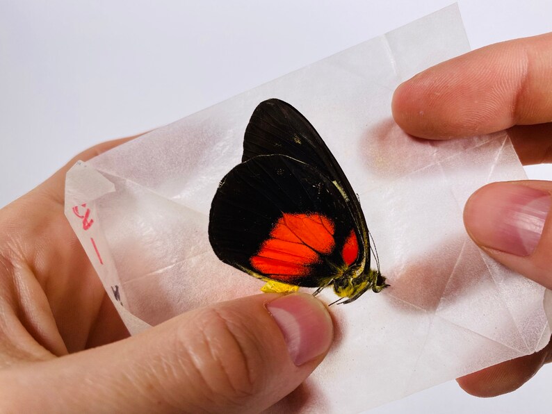Red and Black Delias Aruna Seriata for Insect Artwork - Etsy