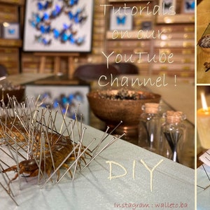 The Real Elvis Presley Bug Catacanthus Incarnatus, Unmounted Insect Red ...