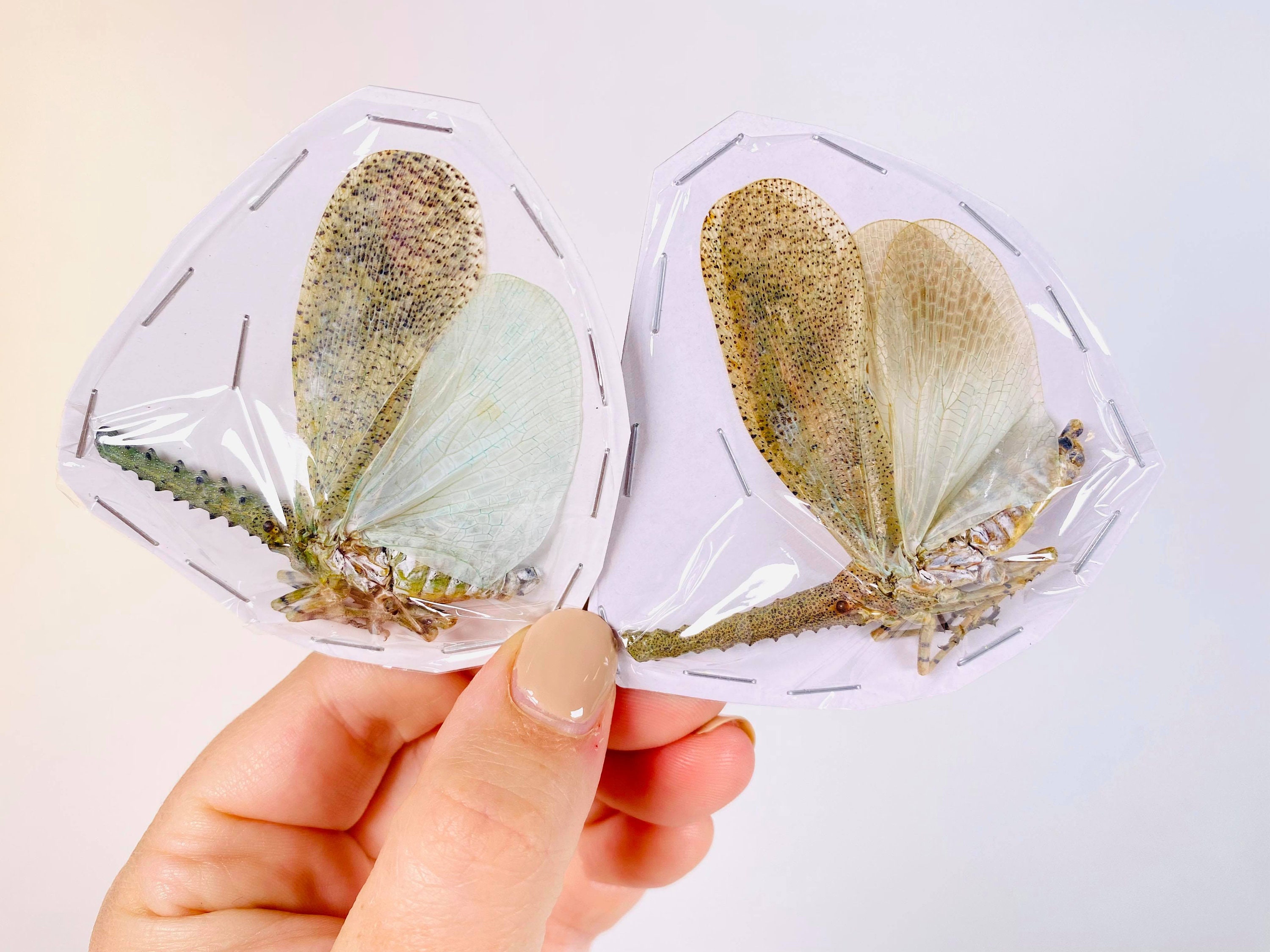 Crocodile Head Planthopper Zanna Nobilis Unmounted Insect for | Etsy