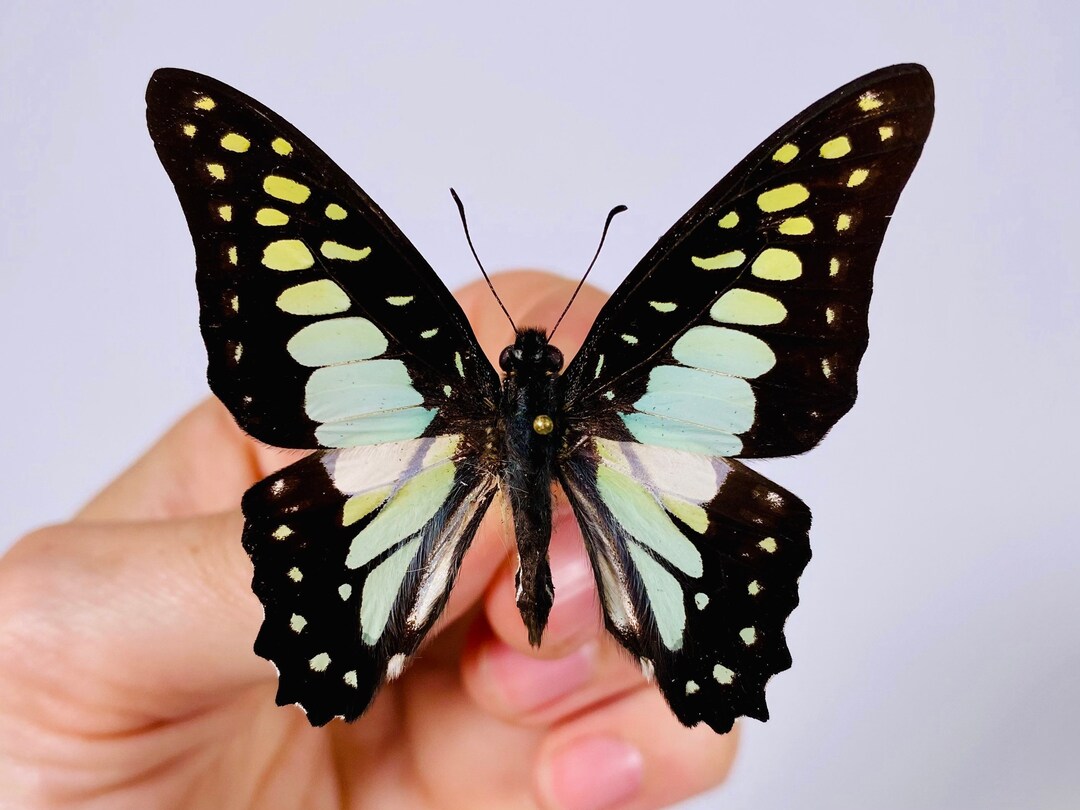 Graphium Bathycles Real Butterfly Unmounted for Artwork Taxidermy Art ...