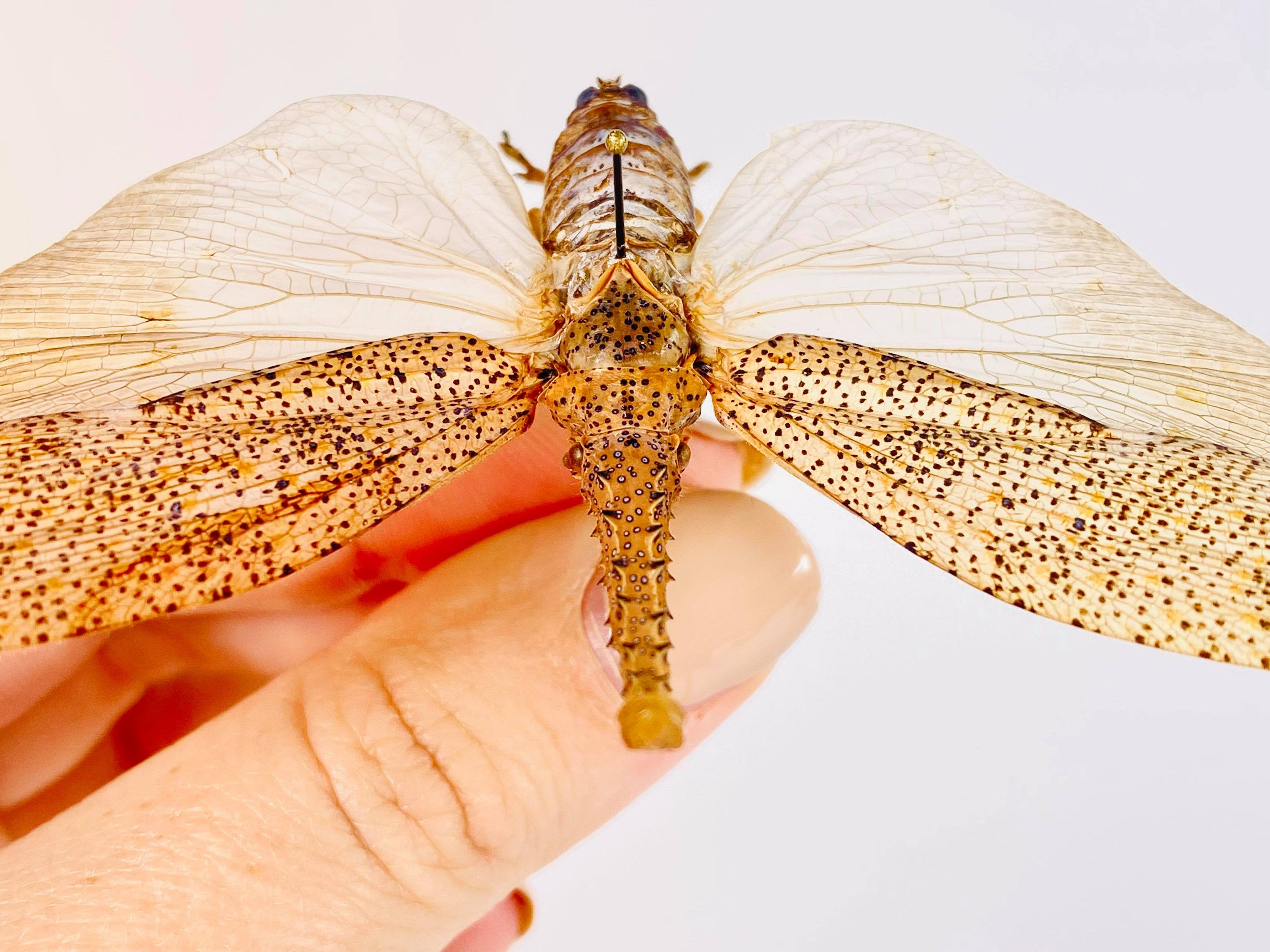 Crocodile Head Planthopper Zanna Nobilis Unmounted Insect for | Etsy