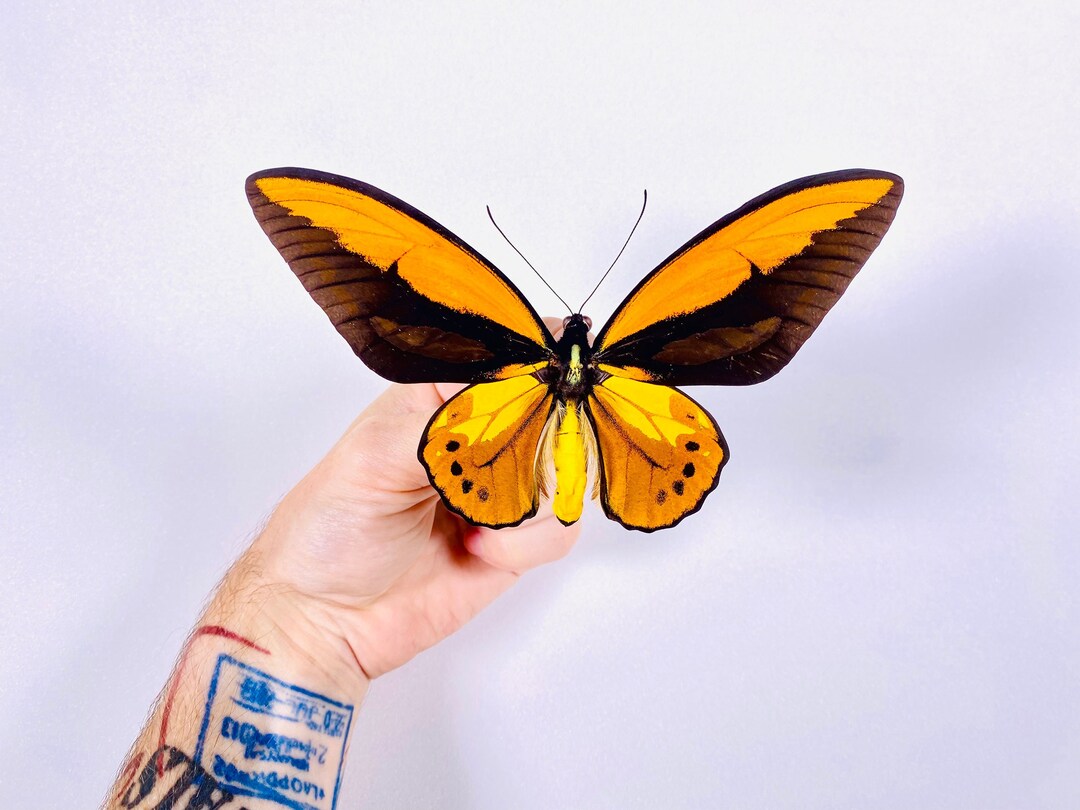 Ornithoptera Croesus Lydius Male Orange Metalic Real Birdwing ...