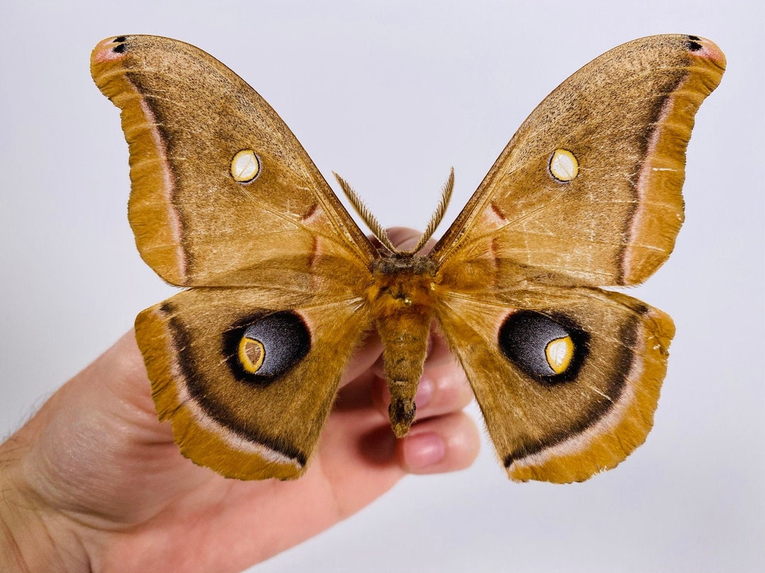 Giant Canadian Moth Antheraea Polyphemus, Butterfly Unmounted for ...