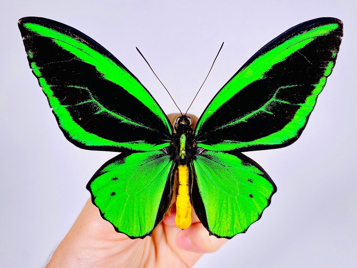 Ornithoptera Priamus Poseidon in Pair Real Birdwing Butterflies ...