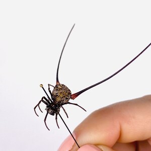 Strange Spinny Spider Gasteracantha Sp. Indonesia - ID for Artwork ...