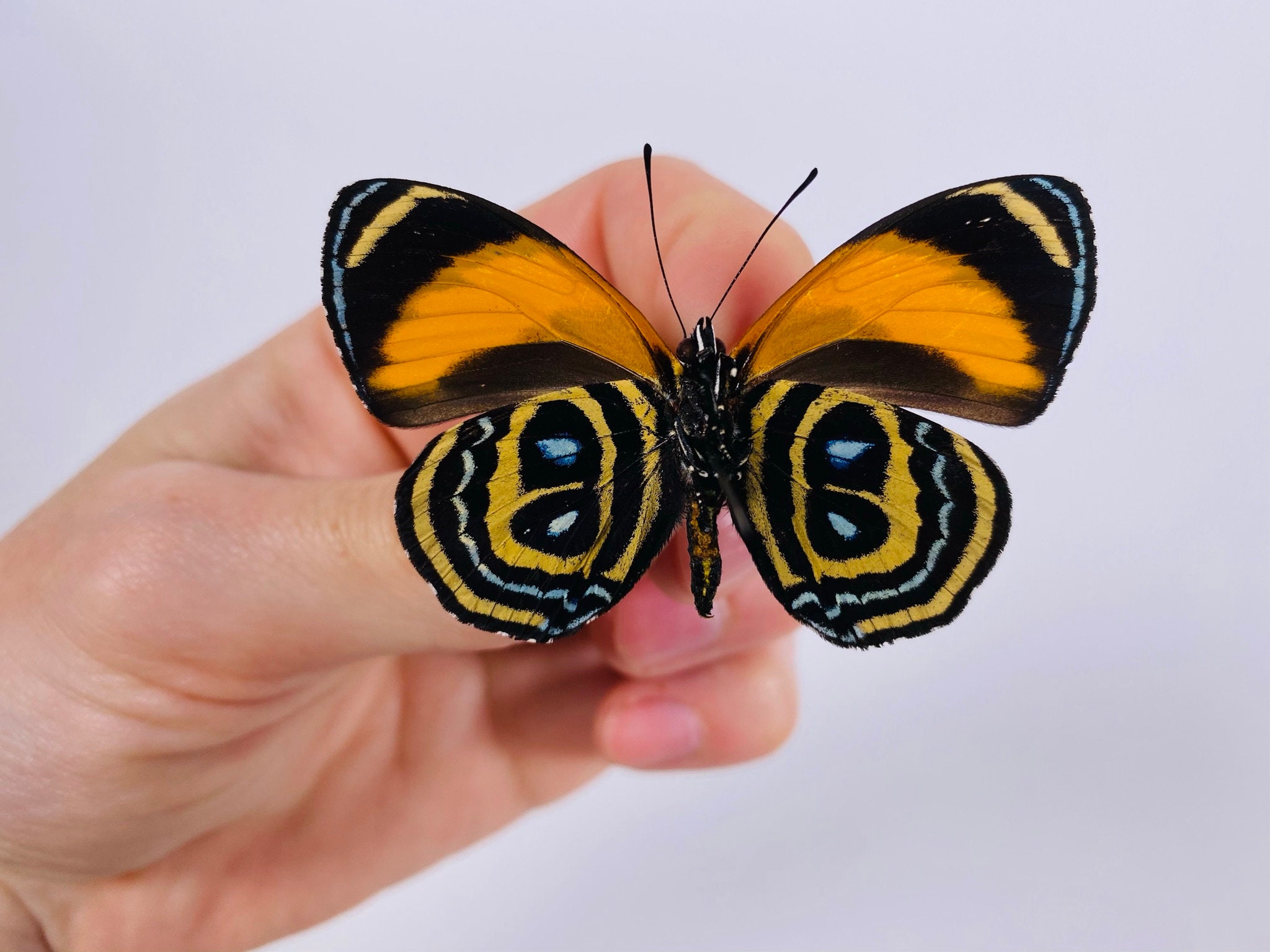 Callicore Pastazza for Insect Artwork Butterflies Collection | Etsy