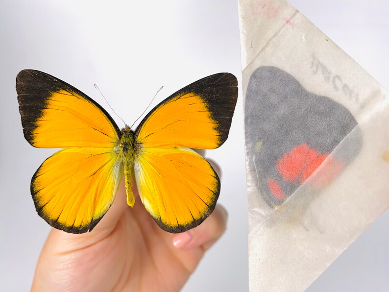 Red and Black Delias Aruna Seriata for Insect Artwork - Etsy