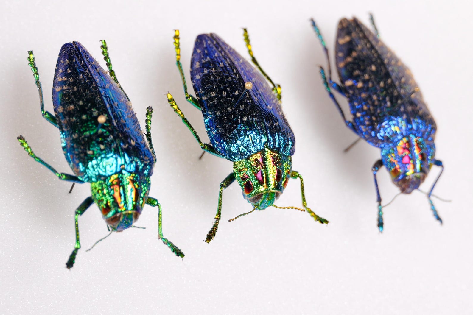 Real Blue Saphire Metallic Gem Jewel Beetle Polybothris Sumptuosa Gemma ...