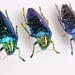 Real Blue Saphire Metallic Gem Jewel Beetle Polybothris Sumptuosa Gemma ...