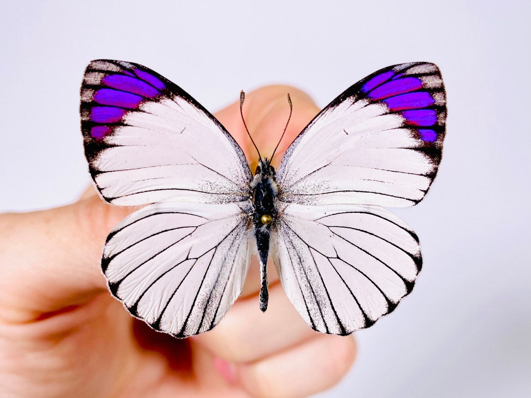 Colotis Ione Real Butterfly Unmounted for Artwork Taxidermy Art Project ...