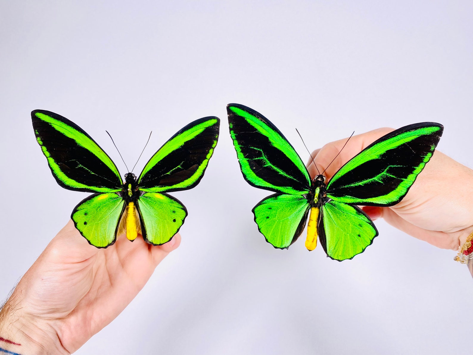 Ornithoptera Priamus Poseidon in Pair Real Birdwing Butterflies ...