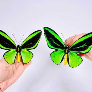 Ornithoptera Priamus Poseidon in Pair Real Birdwing Butterflies ...