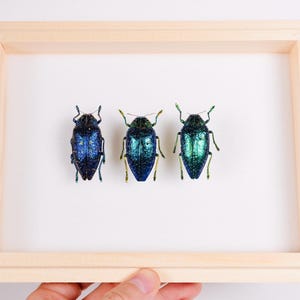Real Blue Saphire Metallic Gem Jewel Beetle Polybothris Sumptuosa Gemma ...