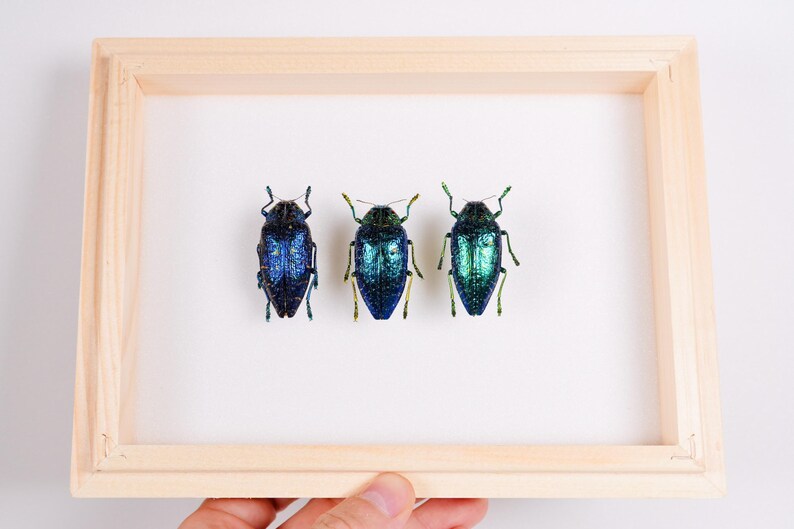 Real Blue Saphire Metallic Gem Jewel Beetle Polybothris Sumptuosa Gemma ...
