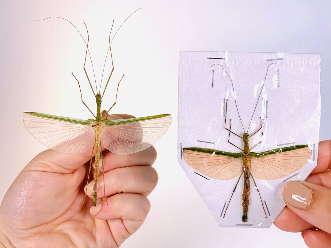 Cute Pink Winged Stick Insect Phasm Necroscia Sp. Unmonted for Artwork ...