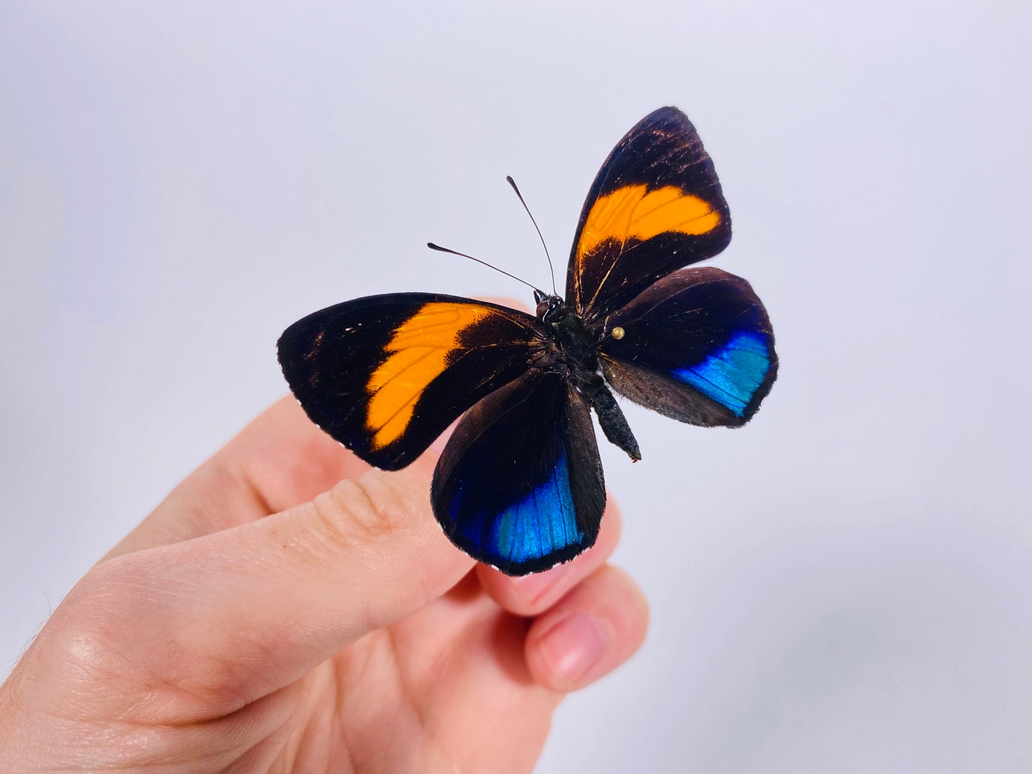 Callicore Pastazza for Insect Artwork Butterflies Collection | Etsy