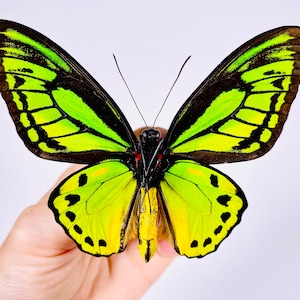 Ornithoptera Priamus Poseidon in Pair Real Birdwing Butterflies ...