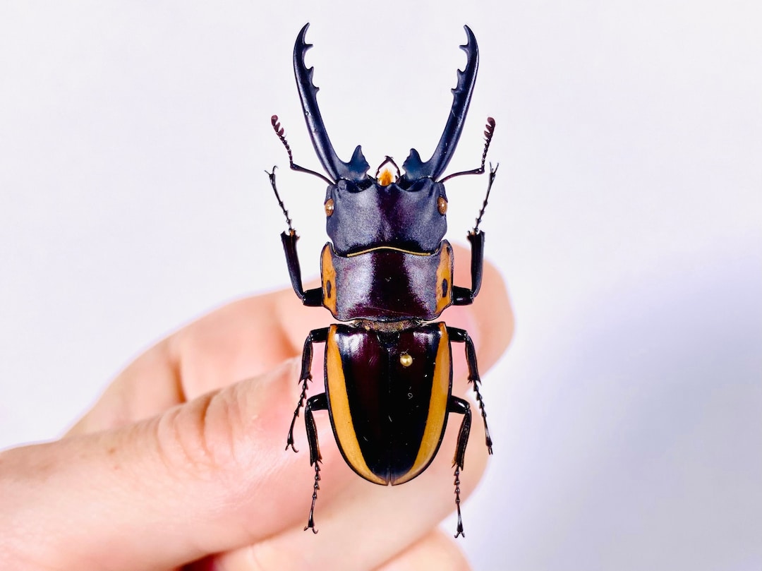 Prosopocoilus Bison Cinctus Real Beetle for Insect Artwork, Butterflies ...