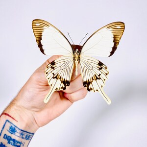 Flying Handkerchief Papilio Dardanus Real Butterfly Unmounted for ...