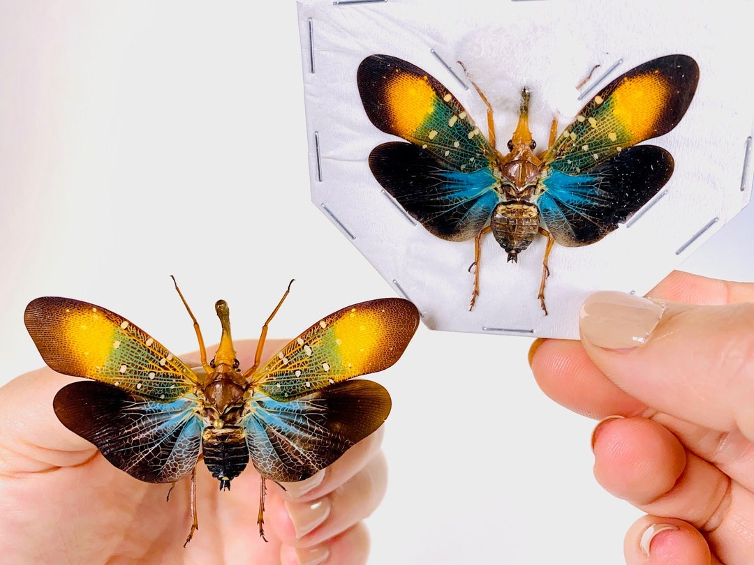 Blue Yellow Green Planthopper Pyrops Whiteheadi Spread Insect for ...