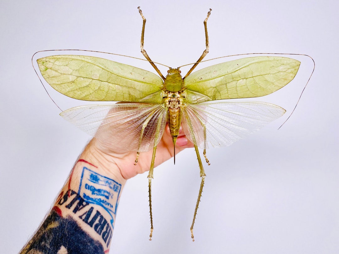 Macrolyristes Corporalis Giant Green Katydid Real Insect Unmounted for ...