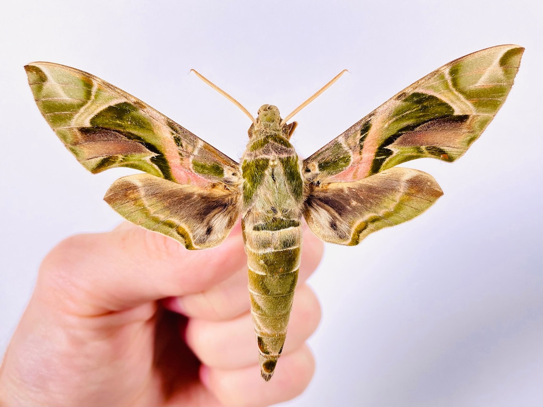 Daphnis Nerii France - FR Sphinx Oleander Hawk-moth Zebra, Butterfly ...