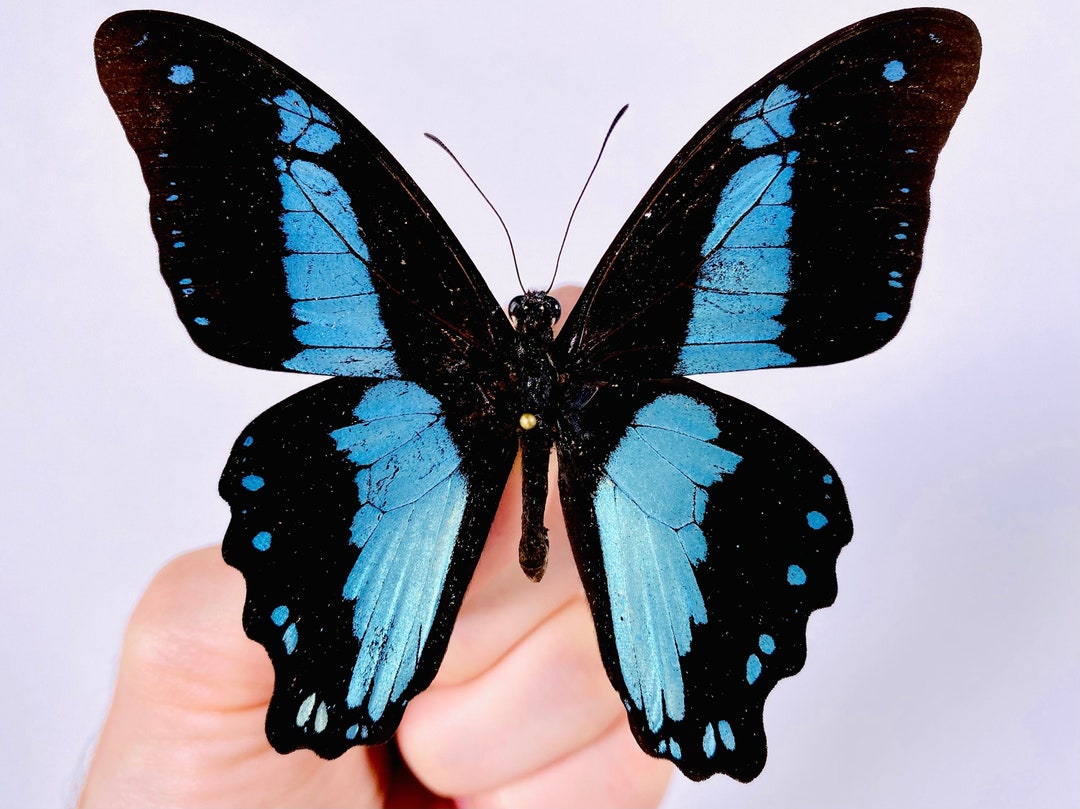 Papilio Bromius Butterfly for Insect Artwork, Butterflies Collection or ...