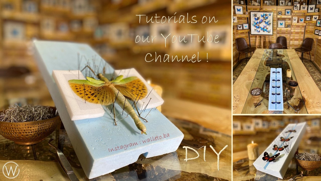 Véritable hémiptère pour oeuvre d'art Aphaena submaculata, insecte non ...