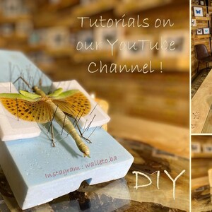 The Real Elvis Presley Bug Catacanthus Incarnatus, Unmounted Insect Red ...