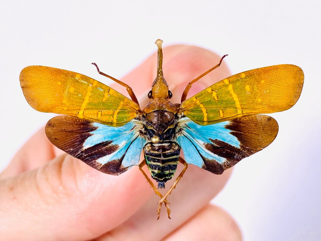 Saiva Transversolineata Real Blue Plant Hopper for Insect Artwork ...