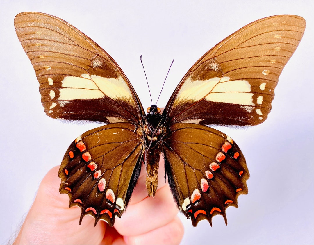 Papilio Aristeus Bitias Butterfly for Insect Artwork, Butterflies ...