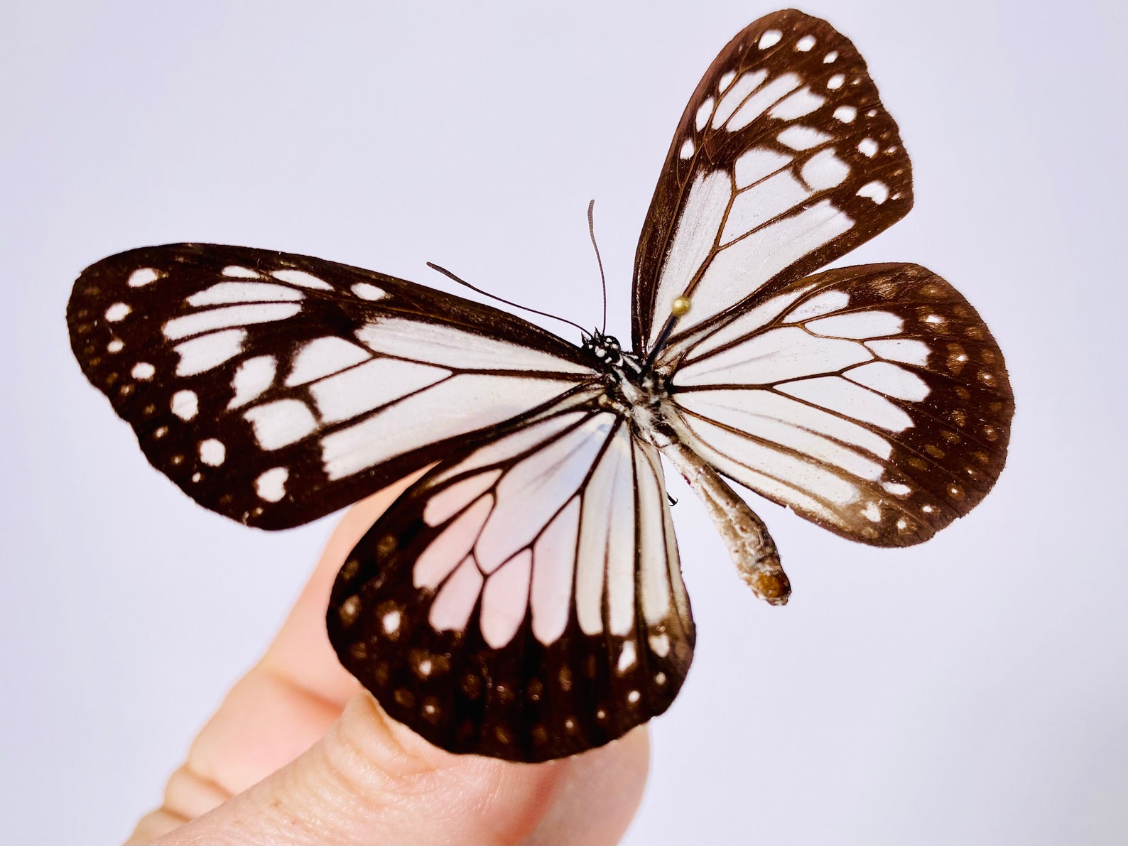 Parantica Vitrina Philippines - PH Real Butterfly Unmounted for Artwork ...