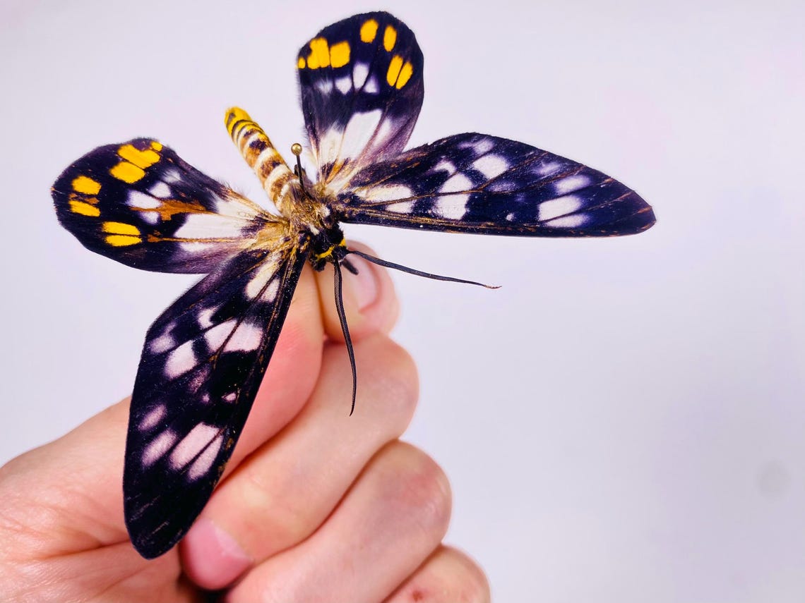 Papillon Dysphania Numana Contracta Non Monté Pour œuvre D'art Sur Les ...