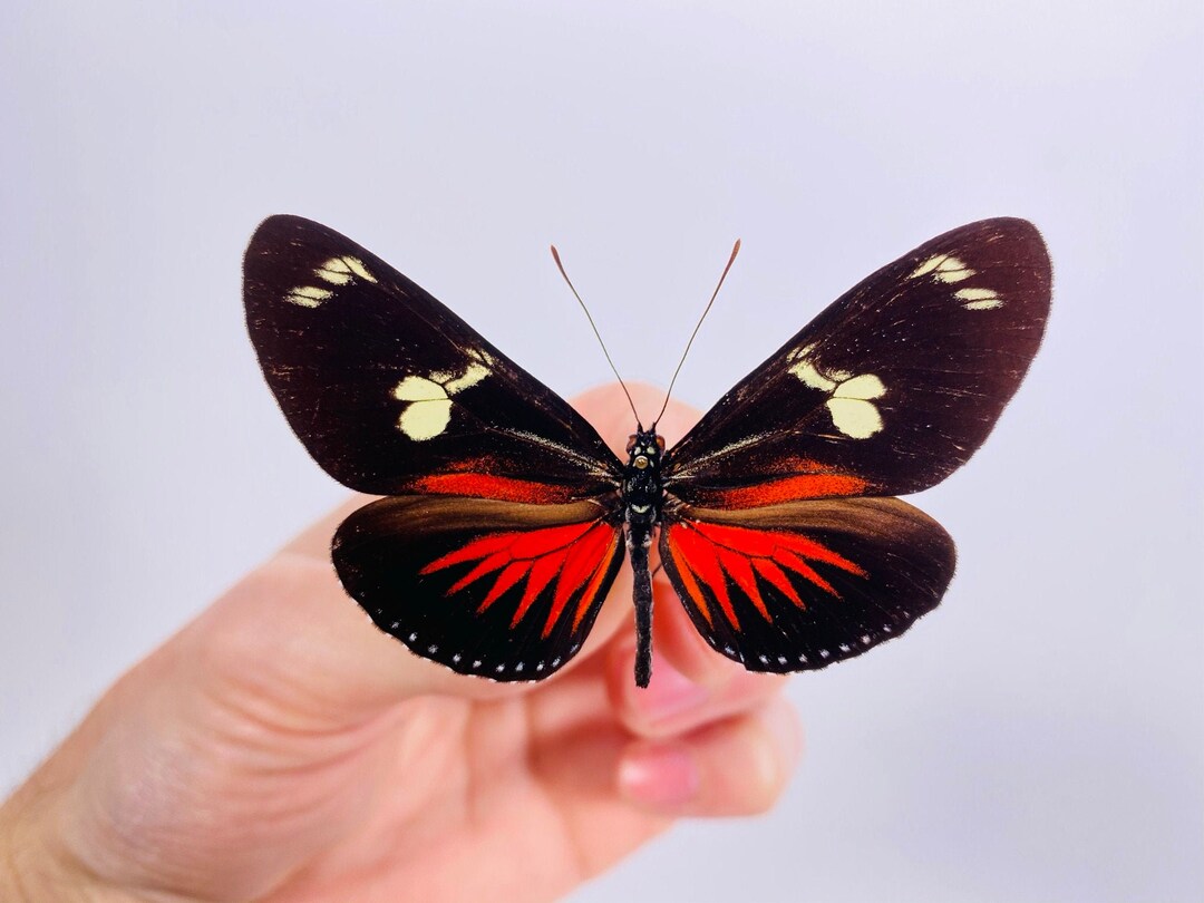 Magenta Red Butterfly Heliconius Doris for Insect Artwork - Etsy