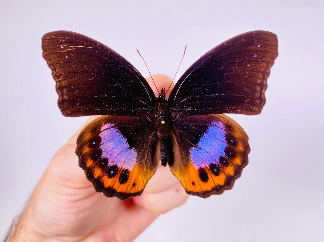 Papillon Hypolimnas Pandarus Pandarus Male Non Monté Pour œuvre D'art ...