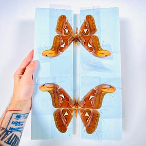Attacus Atlas Thailand (TH) - Captive Bred - MALE Cobra Moth, Butterfly ...