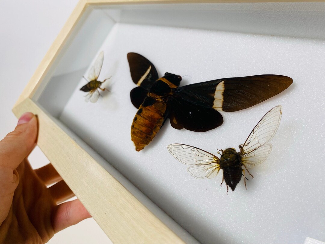 Cicada Trio ! Natural Wonder Collection - Real Insects - Canadian ...