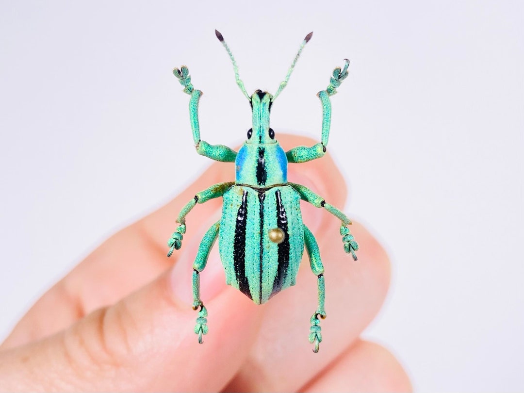 Eupholus Cuvieri Real Blue Cyan Beetle Insect Unmounted for Artwork ...